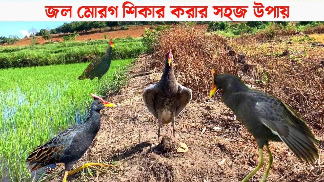 Video of catching birds in the village field | Excellent Bird Hunting ...
