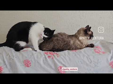 Aurora se esfregando no mano Leo que acabou de tomar banho