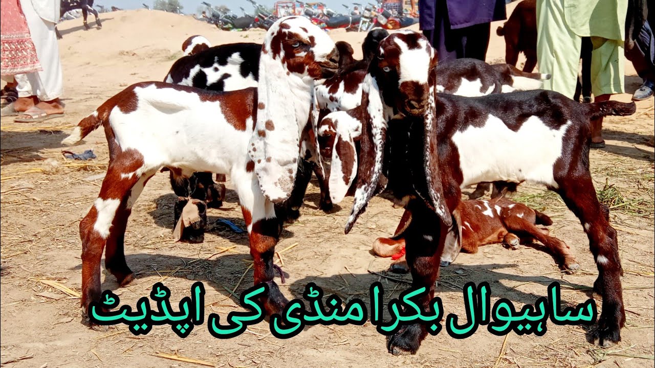 Sahiwal Bakra Mandi Ki Update Brader qulti ke cute bachay 03176048955 ...