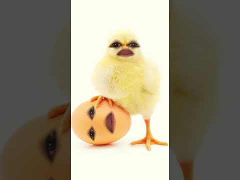 Pío Pío dicen los pollitos 🐥 cuando tienen ambre cuando tienen frío 🥶 ...