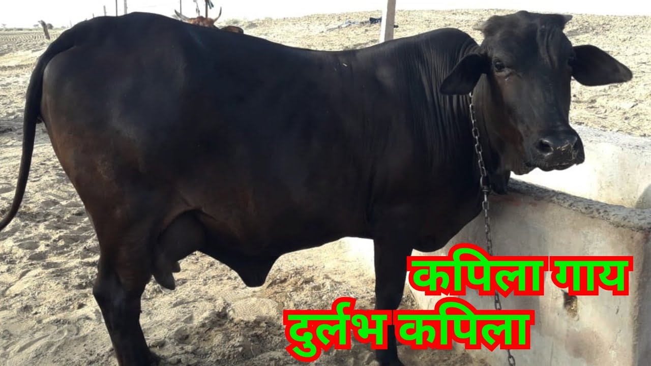 दुर्लभ कपिला गाय Black Gold Kapila cow Available #Forsale #Kapilacow ...