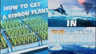 How to get a Ribbon plant in Subnautica Below zero