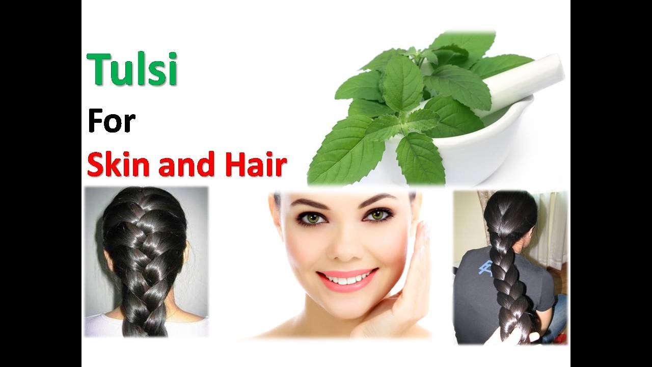 Tulsi for Glowing Skin and Grow Thicker and Longer Hair - YouTube