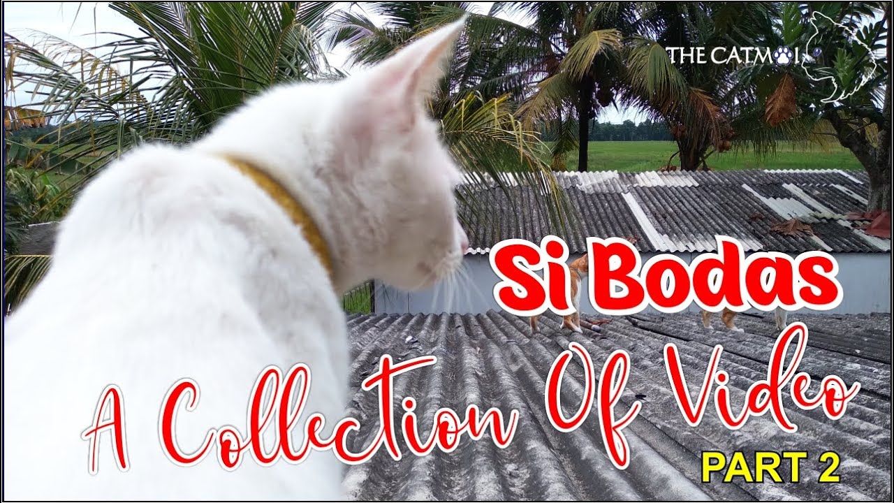 A Collection Of Si Bodas Video || Kumpulan Video Si Bodas || #tahun2022 ...