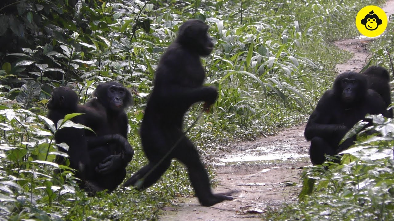 Walking on the road among wild bonobos! 【Observations of Bonobos #20 ...