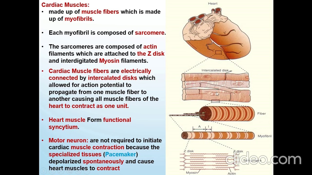 -Cardiovascular System (Animal Physiology) PART -1 - YouTube