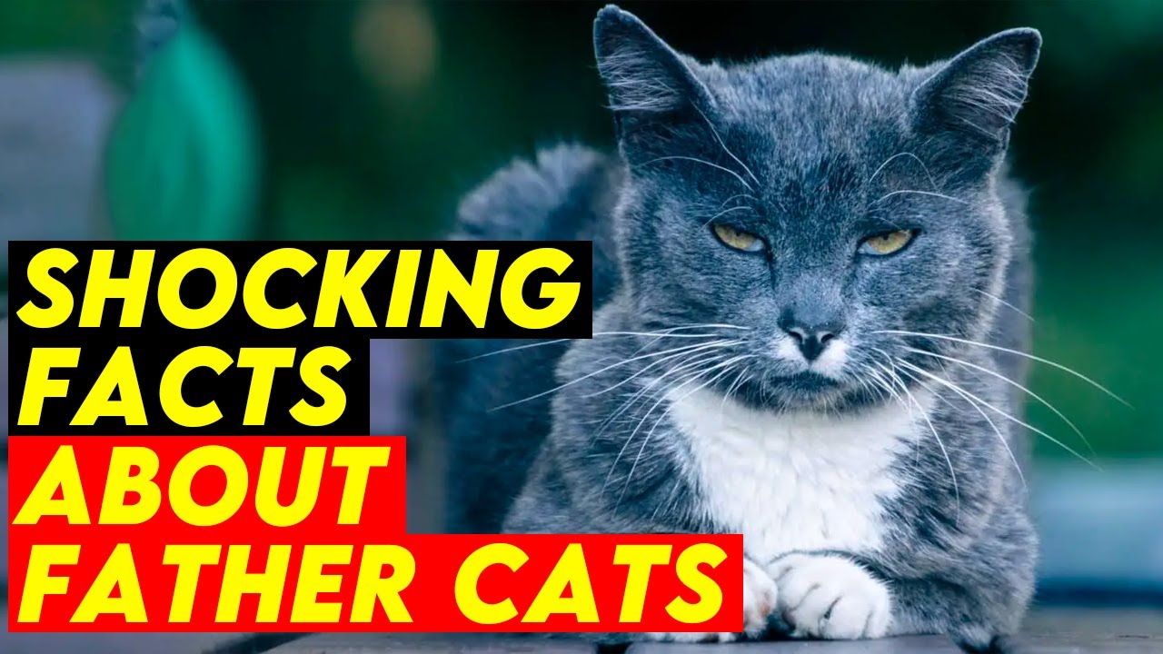 10 Shocking Facts About Father Cats - YouTube