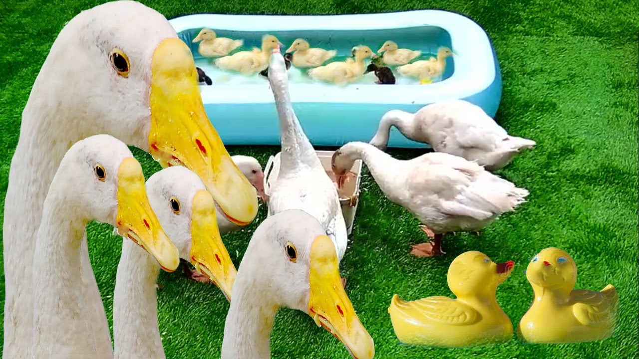 Cute Little Ducklings, Swimming ducks , plastic ducks, pool, garden ...