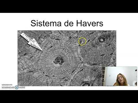 Sistema de Havers - Histología - YouTube