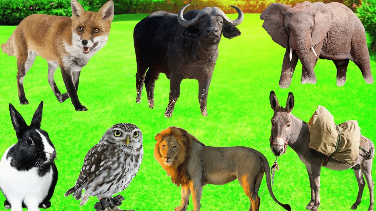 "Relaxing Animal Sounds: Cow, Dog, Cat, Sheep & More | Natural Sounds ...