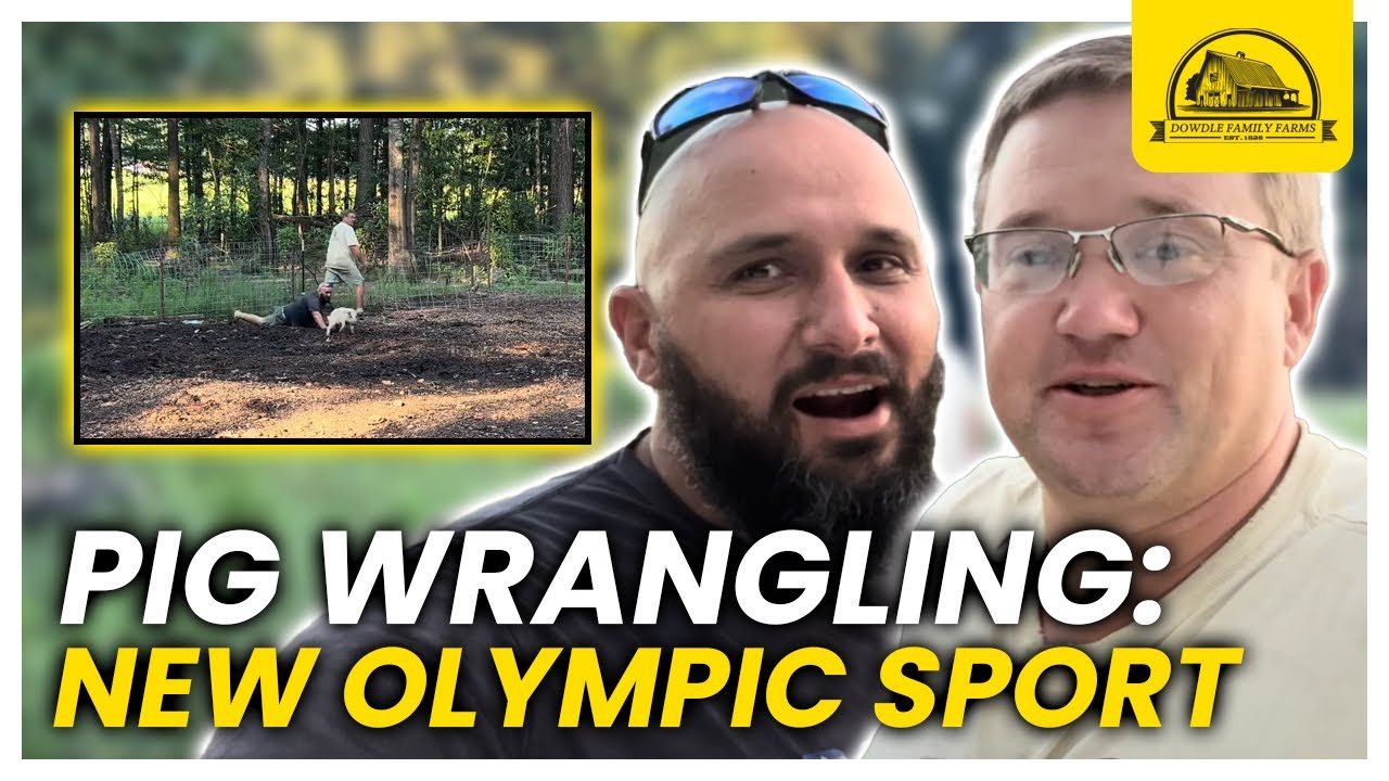 Pig Wrangling Should Be an Olympic Sport, Cow Love, and More - YouTube
