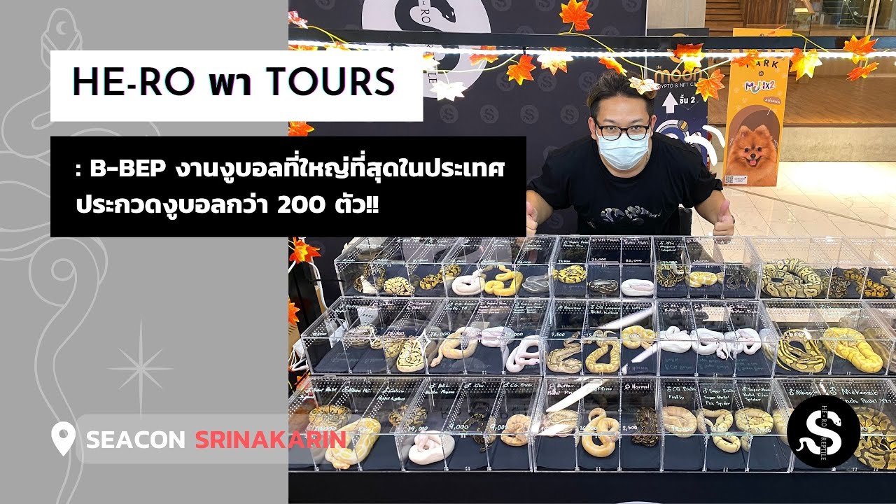 He-Ro พา Tours ep.5 : B-BEP งานงูบอลที่ใหญ่ที่สุดในประเทศ ประกวดงูบอล ...
