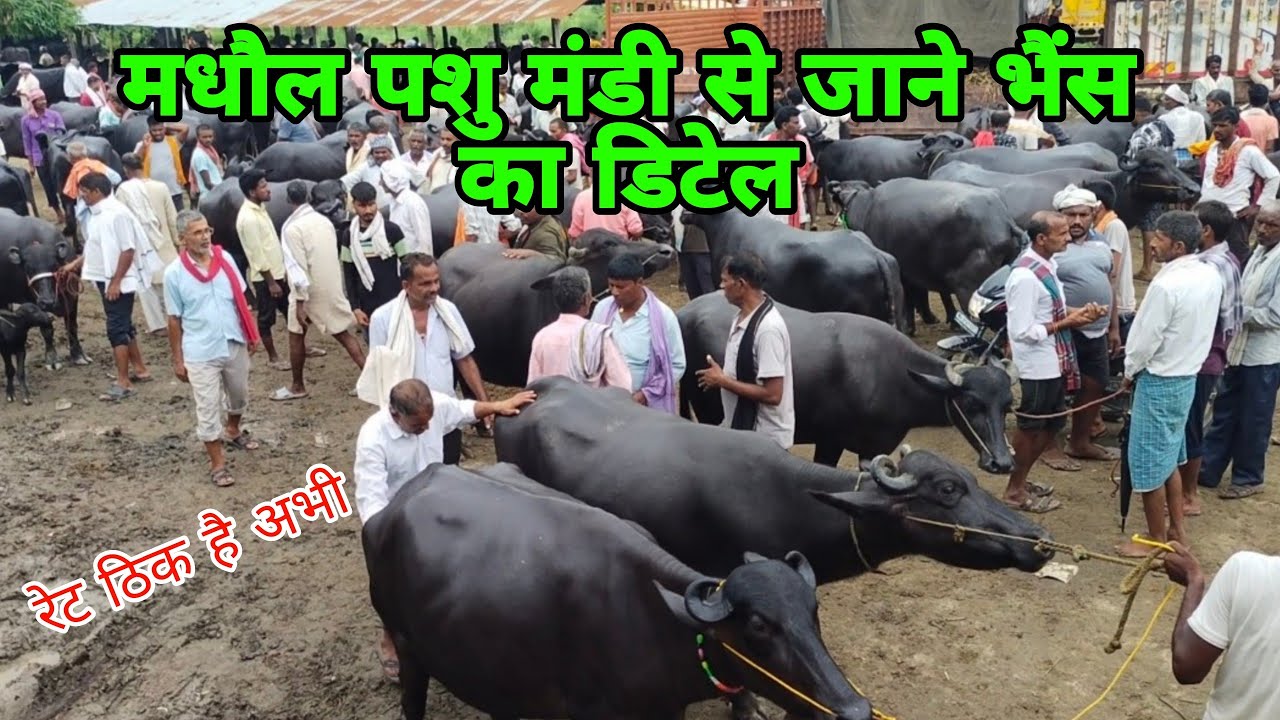 मधौल पशु मंडी वैशाली बिहार से जाने कुछ अच्छी तरह कि भैंस का डिटेल किसान ...