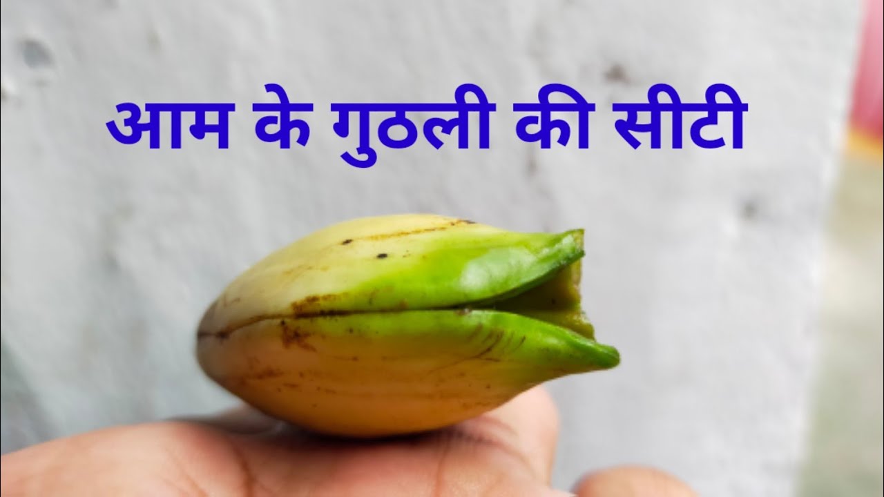 Learn to make whistle using Mango's Kernel, Aam ki guthli se seeti ...