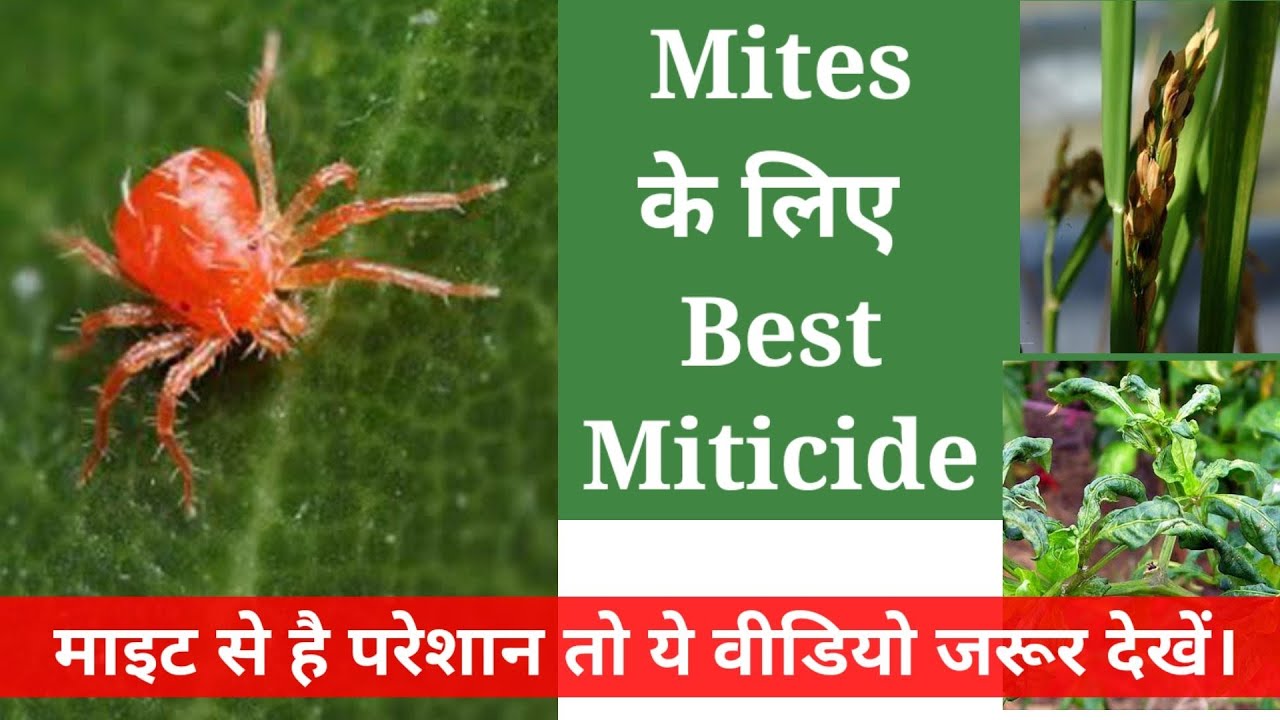 Mites Best Miticide, Insecticide। - YouTube