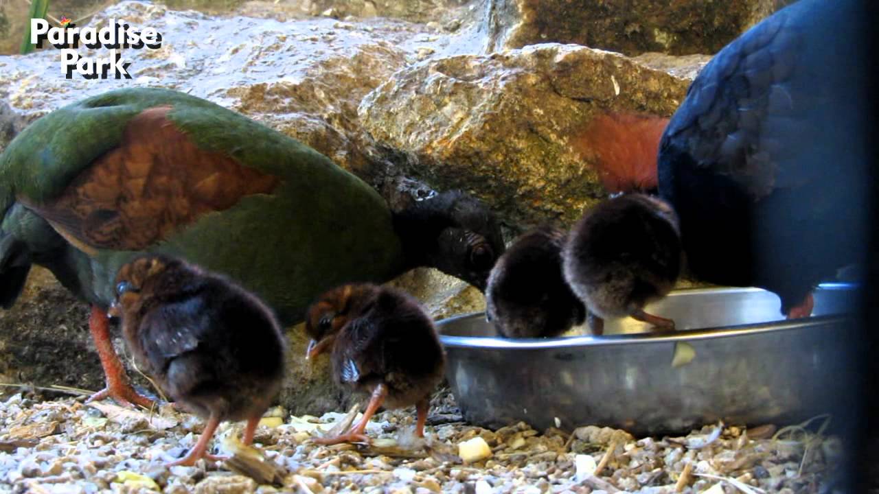 Roul Roul chicks at Paradise Park - YouTube