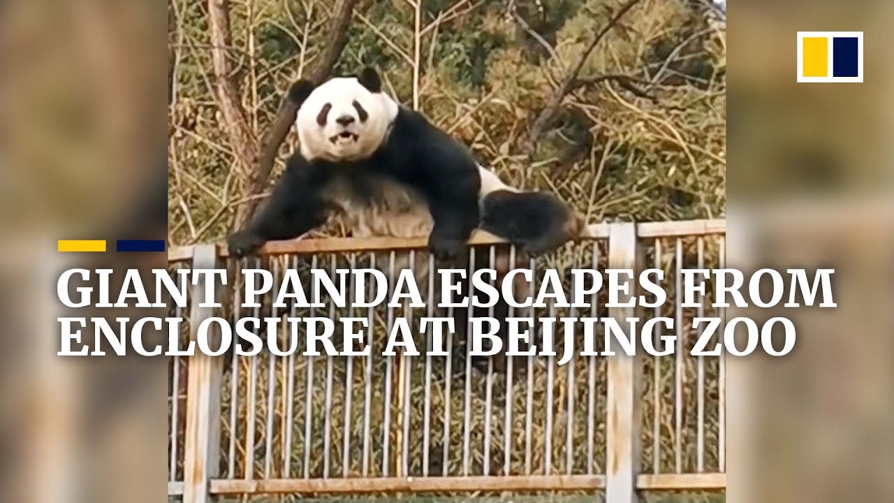 Giant panda escapes from enclosure at Beijing Zoo - YouTube