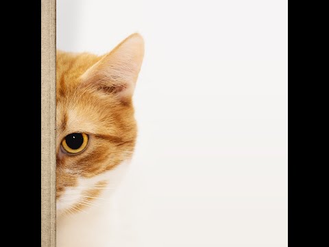 Animals are smart and very funny 😂😂😂 (funny cleavage)👣✨