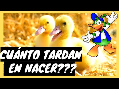cuánto tardan los patos en nacer // TIEMPO DE INCUBACION PATOS // tipos de pato // PATOS CRIANZA