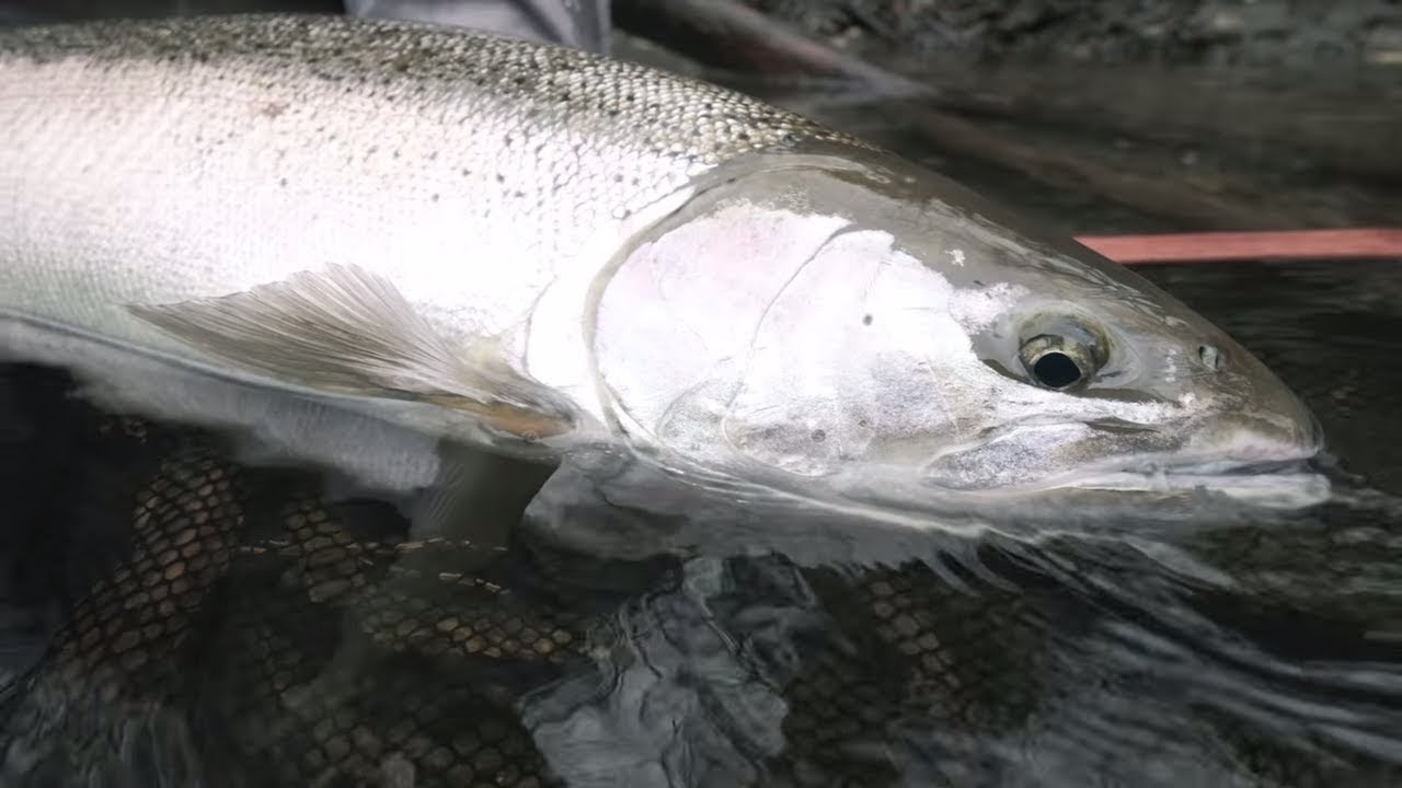 Why Are We Addicted To STEELHEAD Fishing?! 🐟 - YouTube