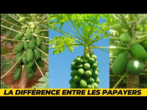voici quelques différences entre les papayers - YouTube