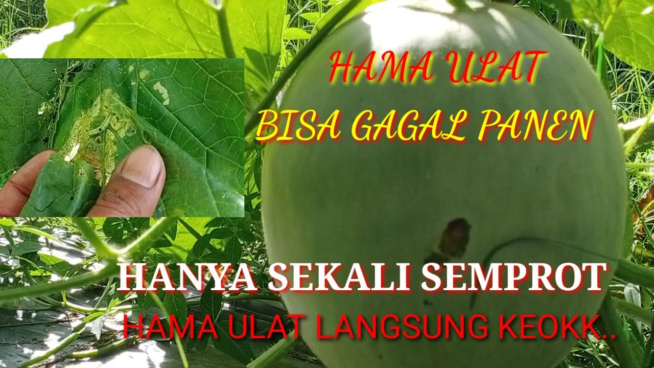 PENGENDALIAN HAMA ULAT PADA TANAMAN MELON - YouTube