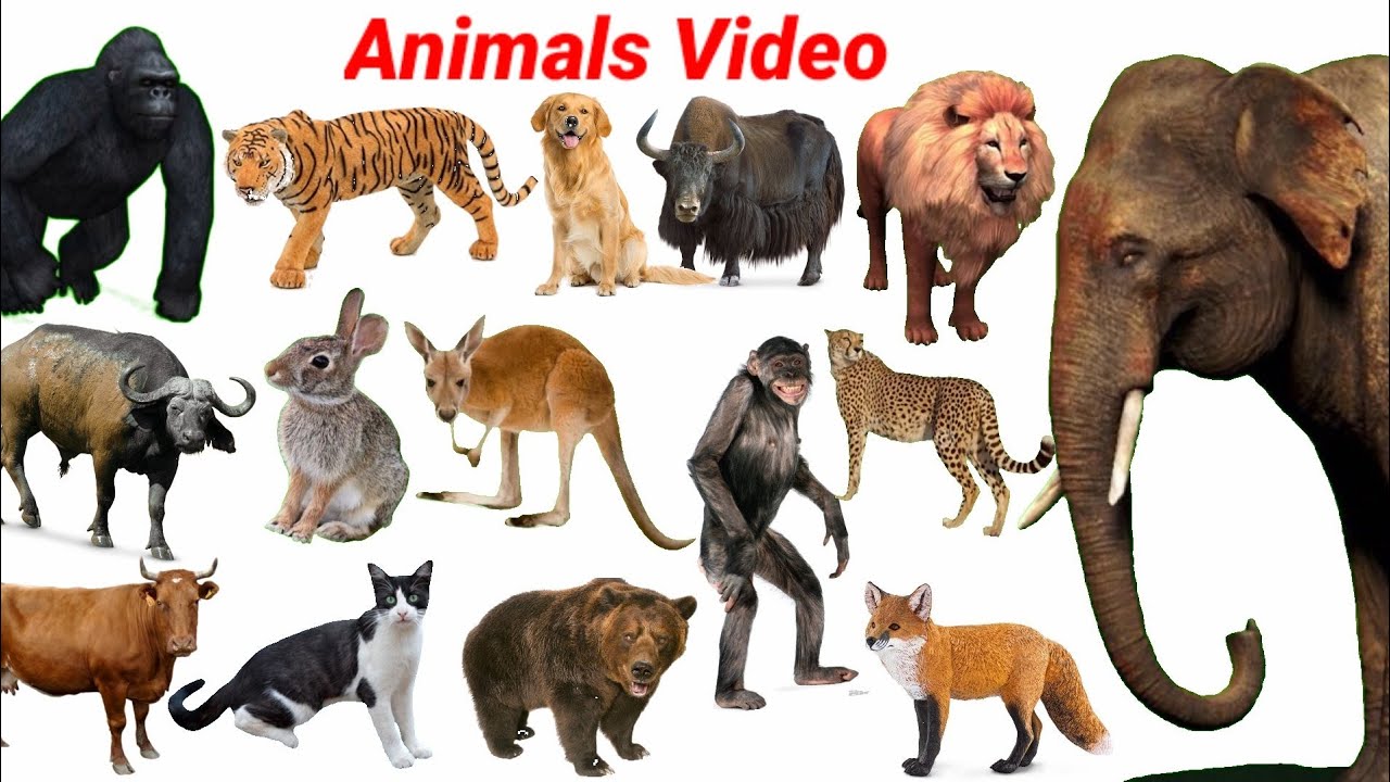 Animals video For Education | Dog, Cow, Cat, Crocodile | How to read ...