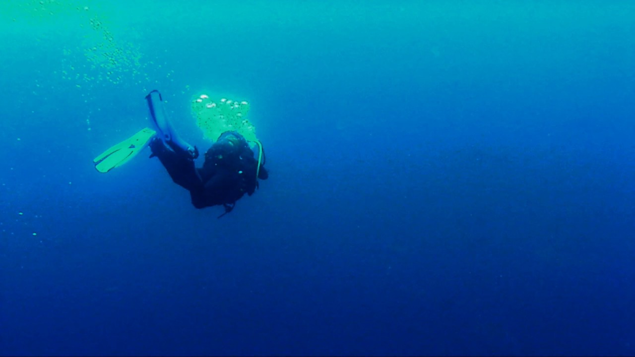 Shark Diving Protea Banks South Africa Eagle Rays, Hammerheads and ...