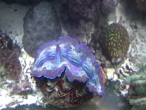 Clams Spawning in Reef Tank - YouTube