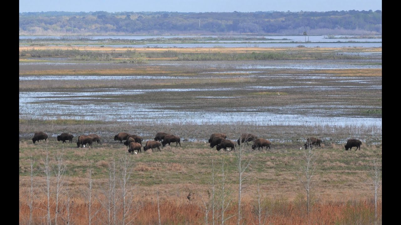 Payne's Prairie State Park Photographs - YouTube