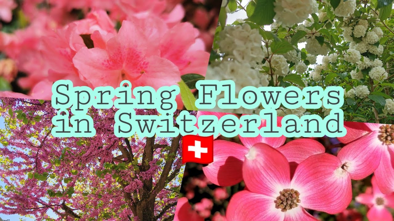 Paradise - Ikson | Spring Flowers in Switzerland - YouTube