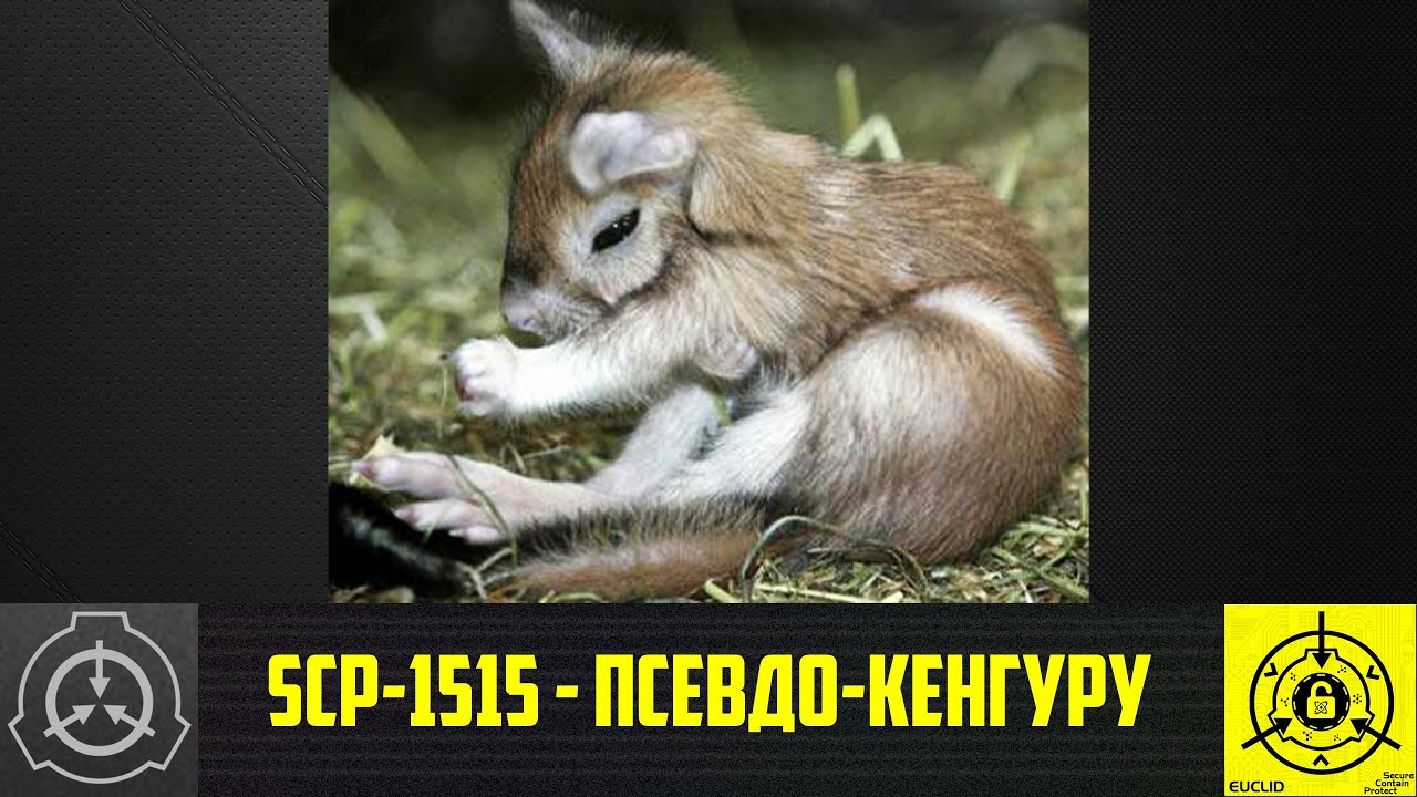 SCP-1515 - Псевдо-кенгуру 【СТАРАЯ ОЗВУЧКА】 - YouTube