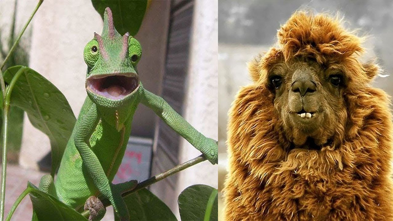 Unphotogenic Animals Don’t Want You To See These Photos - YouTube