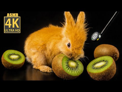  Relax with My Kiwi Munching 🥝 4K 60FPS