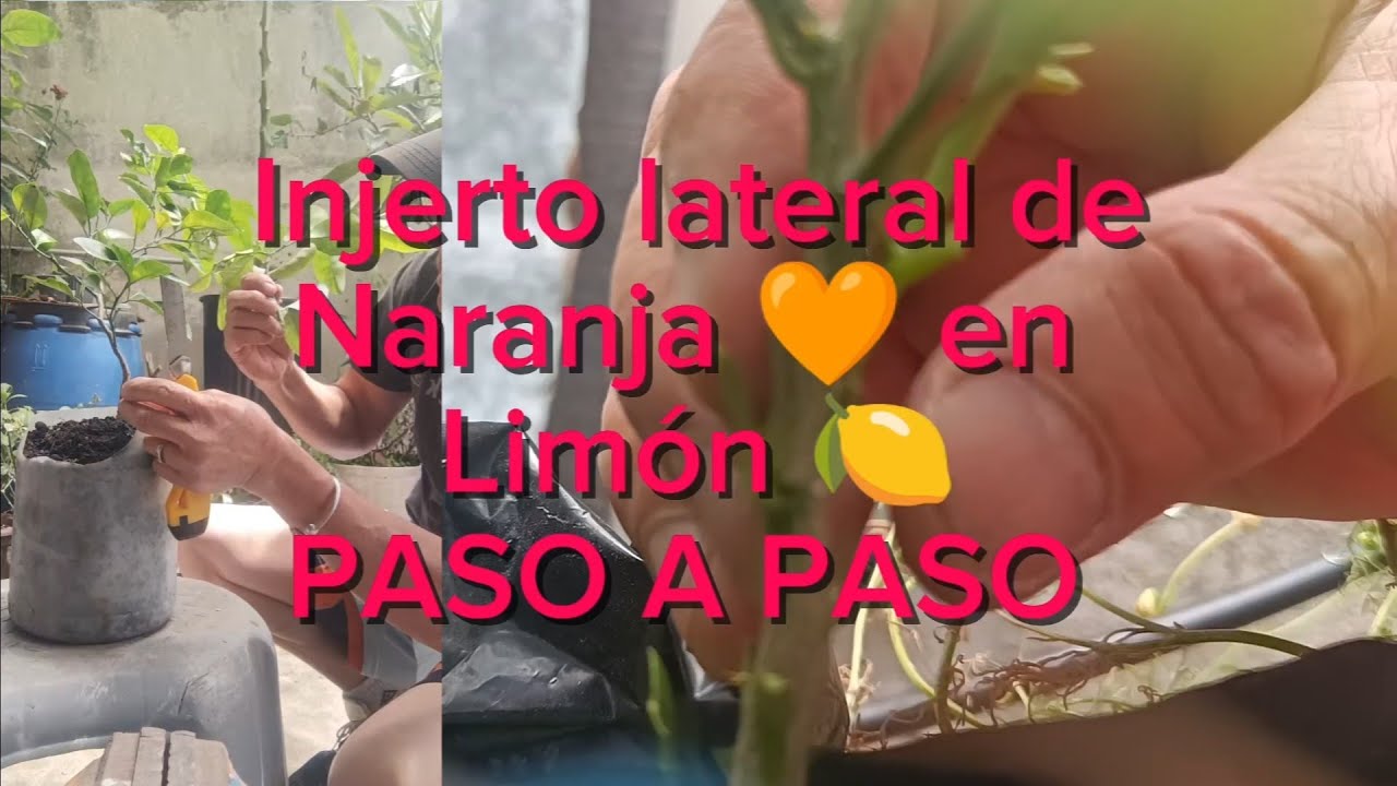 Injerto lateral de Naranja 🧡 en Limón 🍋 - Injerto Lateral paso a paso ...