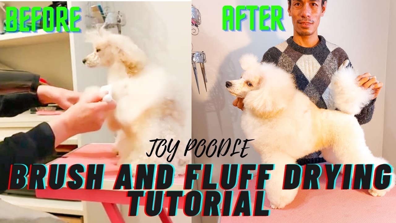 POODLE:How to dry a toy Poodle /Poodle Grooming/How to fluff dry a ...