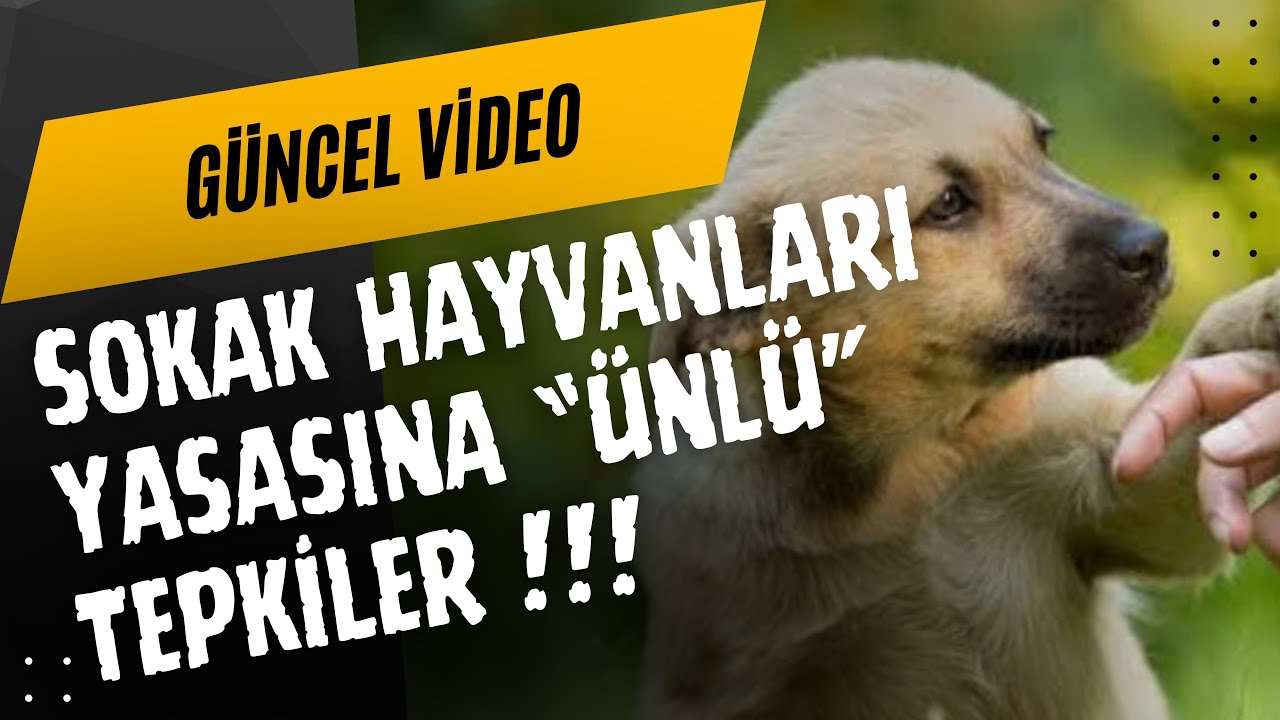 ÜNLÜ İSİMLER SOKAK HAYVANLARI YASASINA TEPKİLİ - UYUTULMALARI ÇÖZÜM MÜ ...