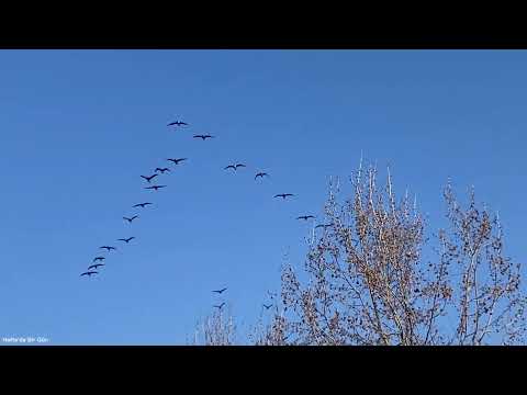 Sürü Halinde Karabatakların Geçişi. Florya / Bakırköy / İSTANBUL      05/2025