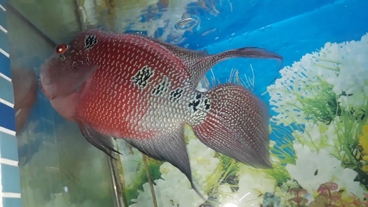 Talking fish in aquarium - YouTube
