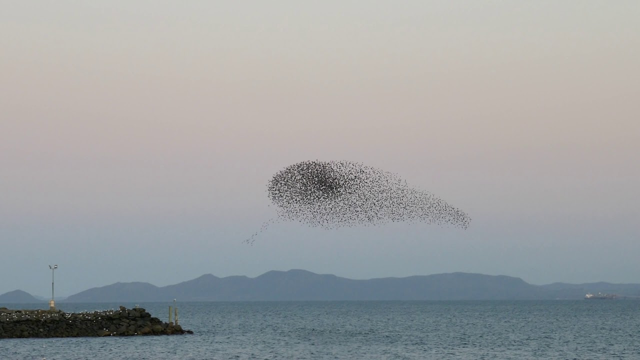 A Murmuration of Starlings Flying in Formation - YouTube