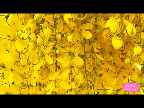 Golden Shower Trees Blooming in the Summer Sun - YouTube