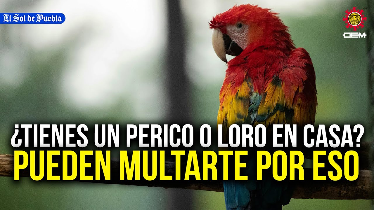 ¿Tienes un perico o loro en casa? Es un delito y pueden multarte por ...