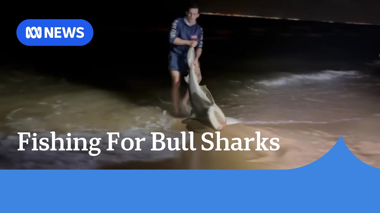 Scientists research how many sharks live in the Brisbane River | ABC ...