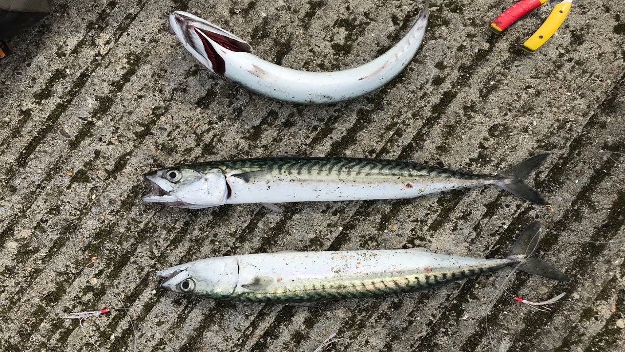 Pier fishing for mackerel - NE England - YouTube