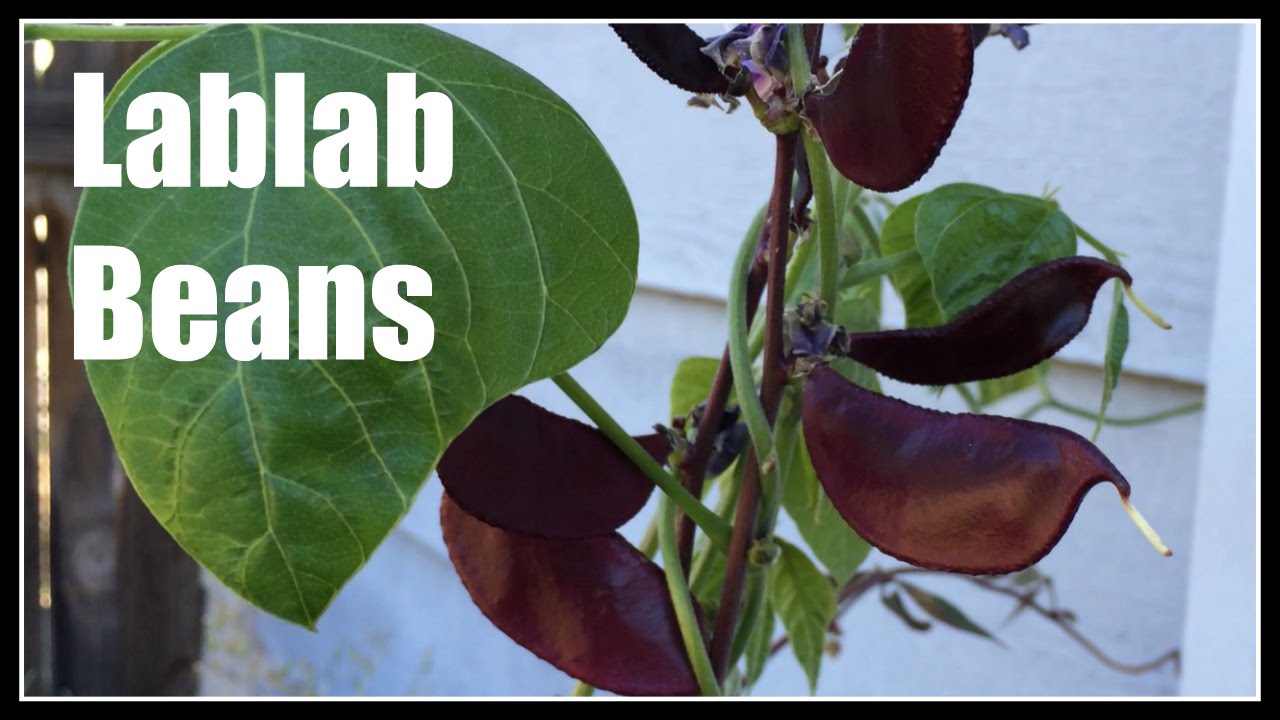 Lablab (Lablab purpureus) Bean Pods - Ninja Gardening - Episode 67 ...