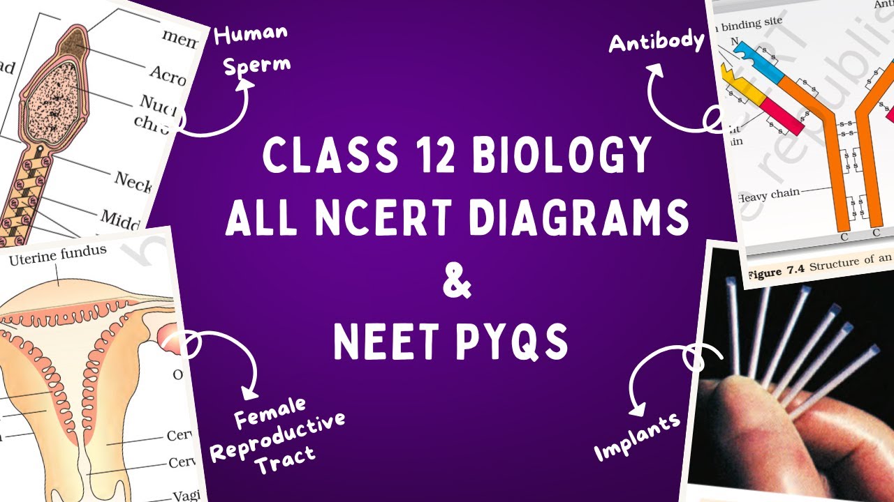 Class 12 biology all ncert diagrams in single video | Neet Pyqs | Dr ...