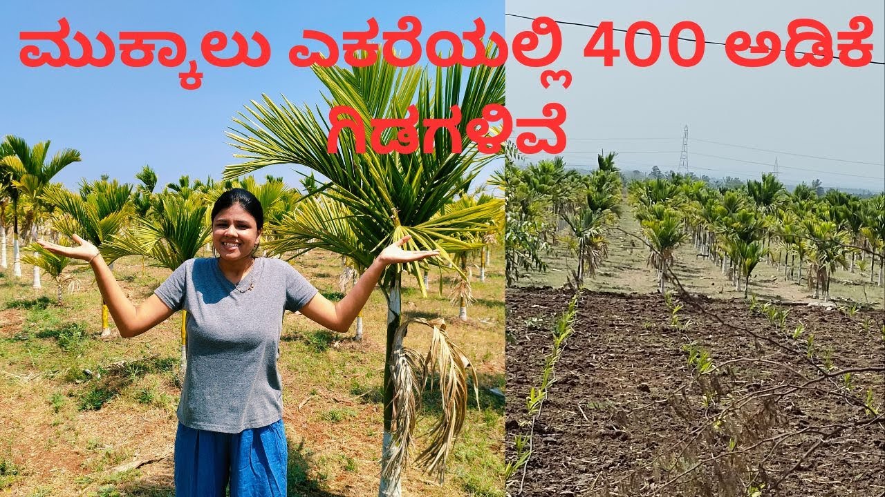 ಮುಕ್ಕಾಲು ಎಕರೆಯಲ್ಲಿ 400 ಅಡಿಕೆ ಗಿಡಗಳಿವೆ ಅಡಿಕೆ ತೋಟ | Adike Thota Kannada ...