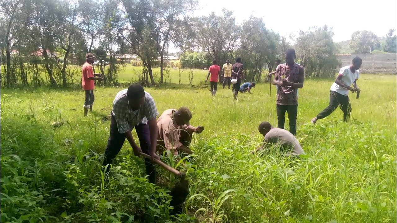 Tree plantation Sagana mjini Makaburini and masjid nur sagana done by ...