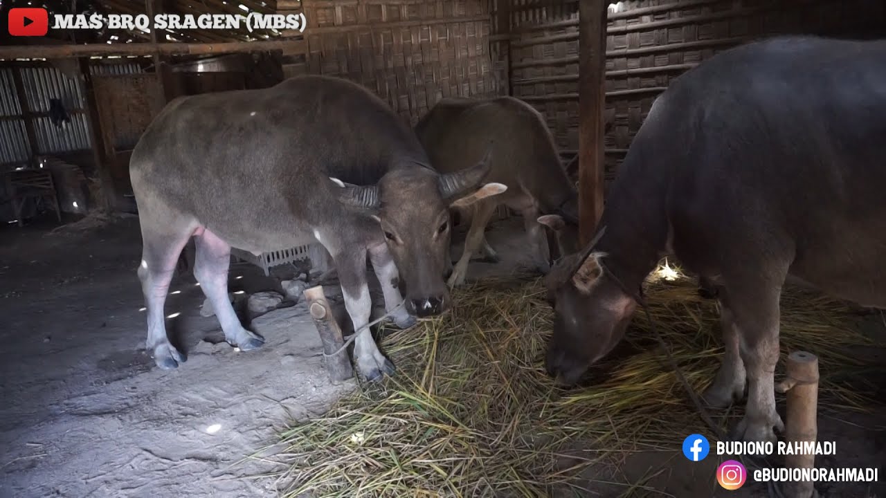 TERNAK KERBAU LEBIH MENGUNTUNGKAN DARI TERNAK SAPI - YouTube