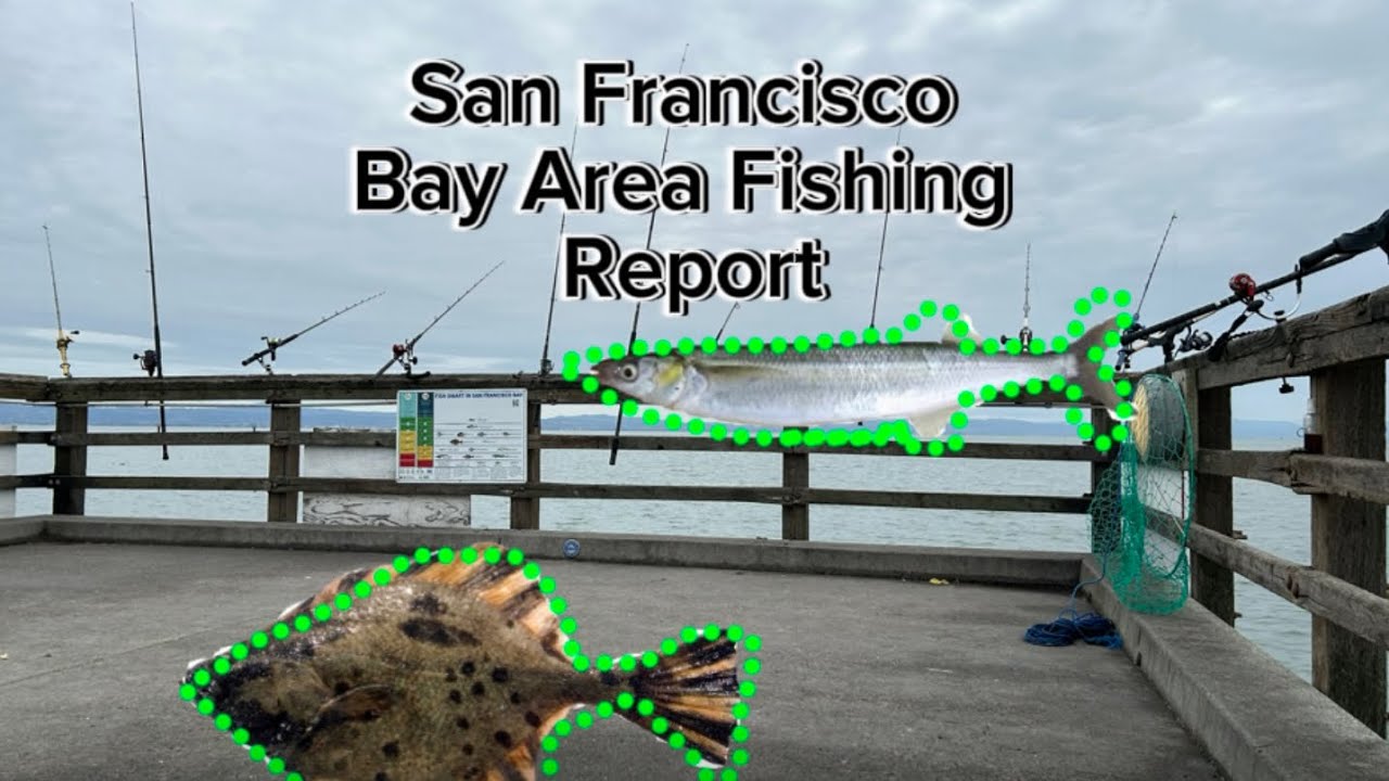 San Francisco Bay Area Fishing Report 2/4/24 (Fishing Oyster Point Pier ...